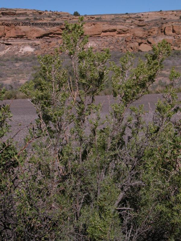 Greasewood: Sarcobatus vermiculatus