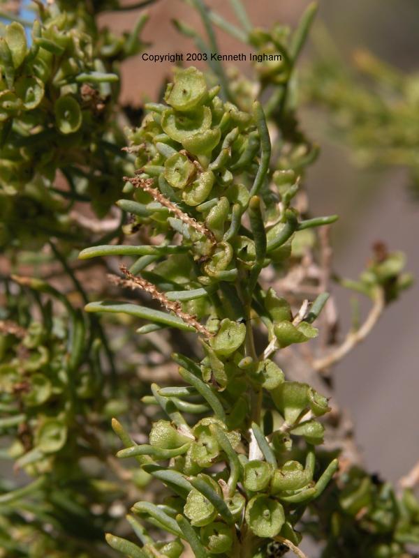 Sarcobatus Vermiculatus