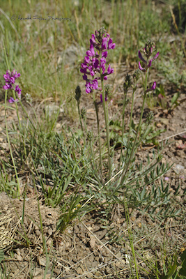 Purple locoweed: Oxytropis lambertii