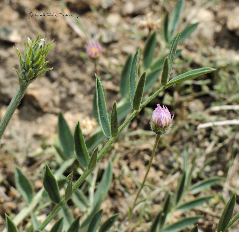 Purple locoweed: Oxytropis lambertii